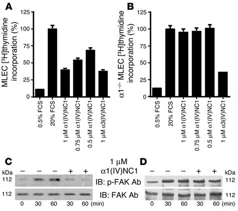 Cell Proliferation And Phosphorylation Assays A And B Proliferation