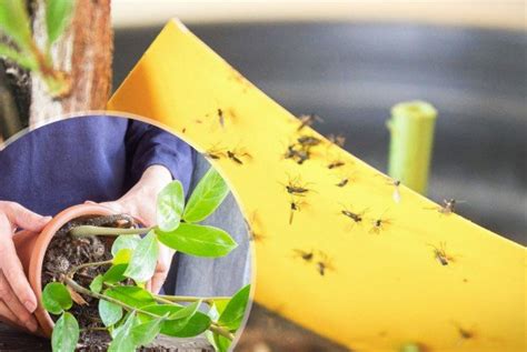 Petites mouches noires volant autour des pots D où viennent les