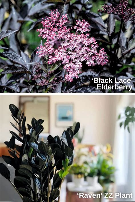 10 Stunning Black Foliage Plants That Add Drama To Any Garden