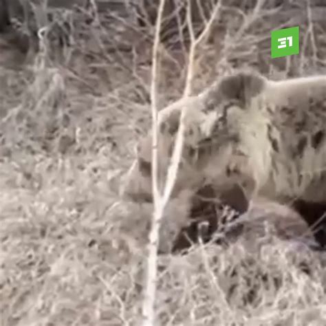 Bears Object Detection Dataset By Airport