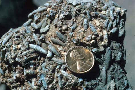 Permian Fusulinids From Sierra Madre Penny For Scale Mexic 1