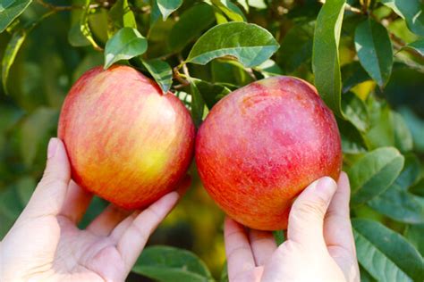 冰糖心苹果图片素材 冰糖心苹果设计素材 冰糖心苹果摄影作品 冰糖心苹果源文件下载 冰糖心苹果图片素材下载 冰糖心苹果背景素材 冰糖心苹果模板下载 搜索中心