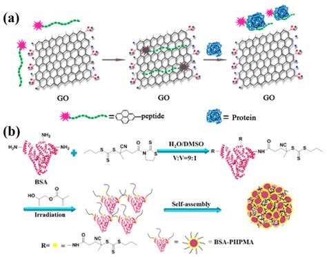 The Hydrophobic Interaction For Biomolecular Self Assembly A A Download Scientific Diagram