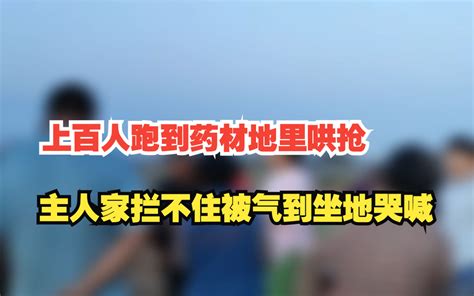 上百人跑到药材地里哄抢，主人家拦不住被气到坐地哭喊 观察者网 观察者网 哔哩哔哩视频