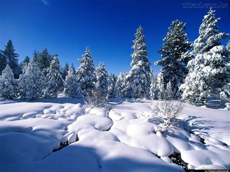 Curiosidades Como Cai A Neve