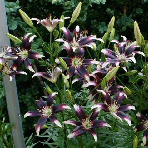 Lilium Nettys Pride Rbulborum