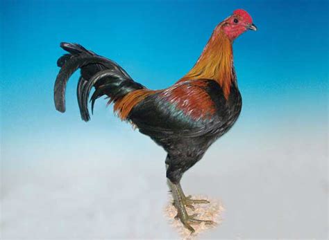 Old English Game Bantams