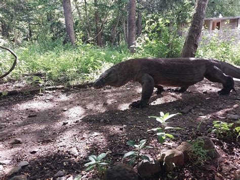 2025年 Beyond Komodo Tour 出発前に知っておくべきことすべて トリップアドバイザー