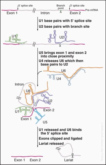 Eukaryotic RNA Processing Basicmedical Key