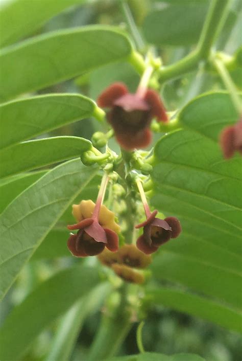 Sauropus Androgynus Phyllanthaceae
