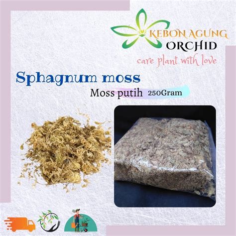 Jual Spagnum Moss Lumut Putih Chile Media Tanam Tanaman Hias