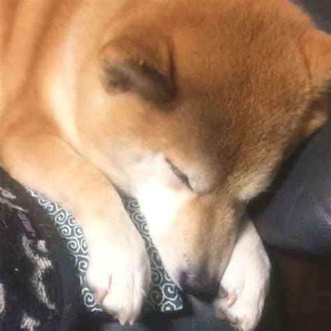 【見ている夢が気になる☆】眠りながら、あるところがピクピク動いちゃう柴犬ちゃん。その場所は…。 Peco（ペコ）