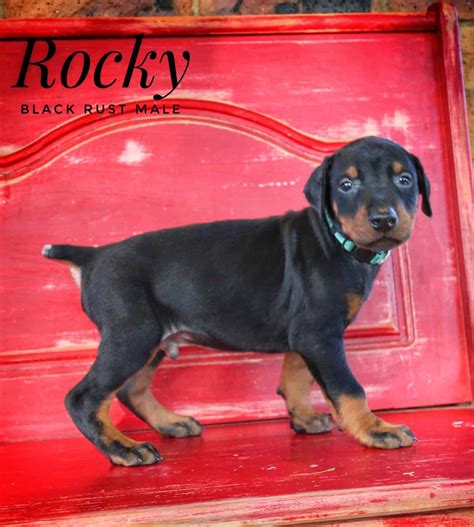 Rocky Black Rust Male Rocky Black Rust Male