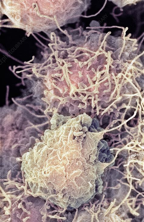 Stem Cells Sem Stock Image G442 0446 Science Photo Library