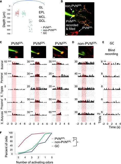 Dissecting Local Circuits Parvalbumin Interneurons Underlie Broad Feedback Control Of Olfactory