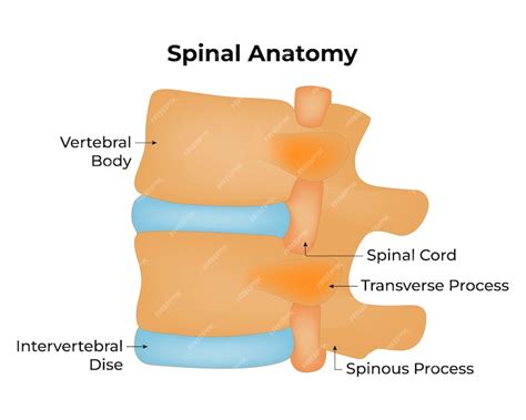 Premium Vector Spinal Anatomy Vertebral Body Intervertebral Disc Spinal Cord Transverse