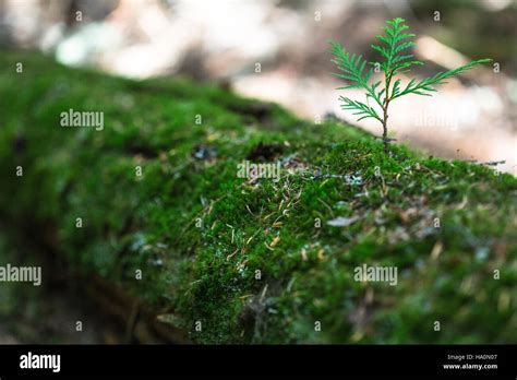 Cedar Sapling Hi Res Stock Photography And Images Alamy