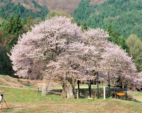 黒部のエドヒガン桜 25990007767 の写真素材・イラスト素材｜アマナイメージズ