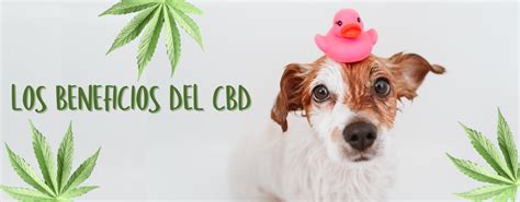 Los Beneficios Del Cbd En La CÓsmetica Canina