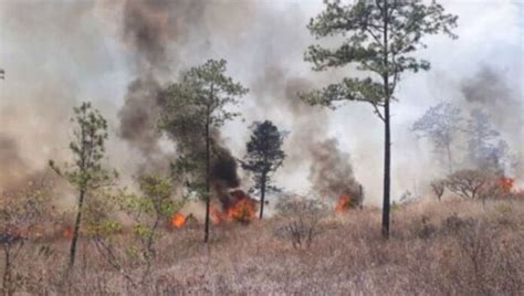 Más De Mil 600 Hectáreas De Bosque Han Consumido Incendios Forestales