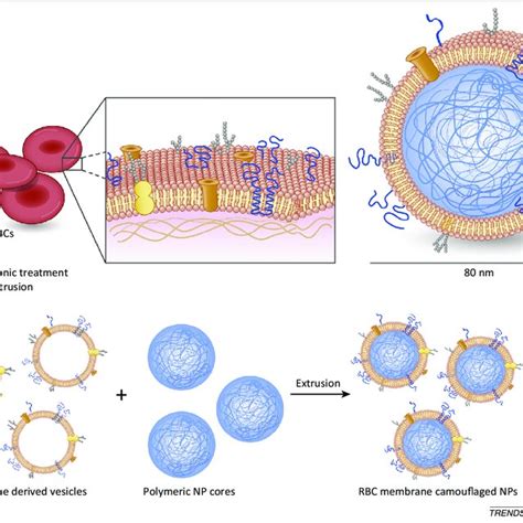 Antibody Functionalization And Visualization A Antibodies Conjugated Download Scientific