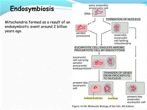 Lysosome And Mitochondria Eukaryotic Organless Ppt