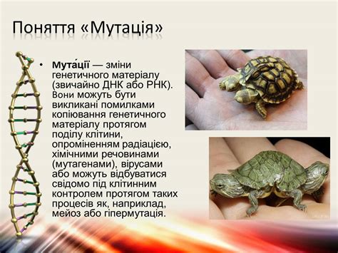 Презентація на тему Мутації варіант 6 — презентації з біології Gdz4you