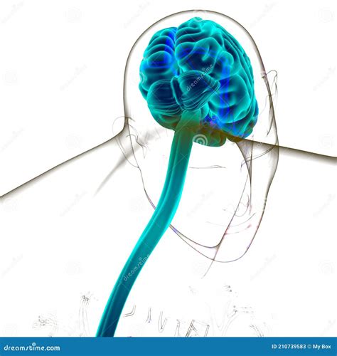 Human Brain Anatomy For Medical Concept 3d Stock Illustration