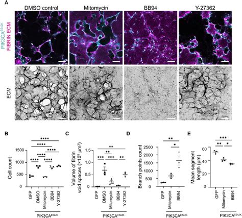Inhibition Of Endothelial Cell Proliferation And Matrix Proteolysis