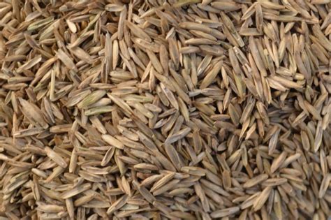 Dwarf Turf Perennial Ryegrass Species Information