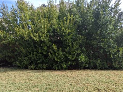 Planting A Wax Myrtle Privacy Hedge