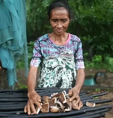 Nakukun Falun Bernadino Nia Matan Kaben Linda Esforsu Mesak Sustenta