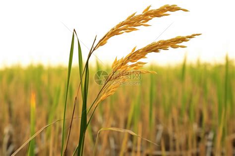 水稻稻谷的图高清图片下载 正版图片600338082 摄图网