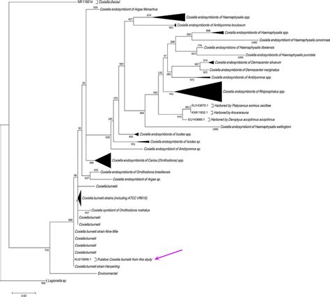 Maximum Likelihood Phylogenetic Analysis Of 16s Rrna Sequence From