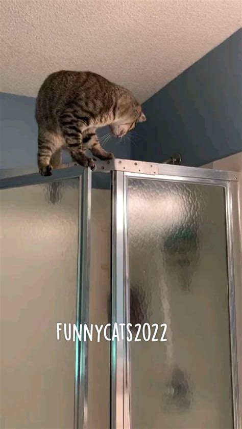 Pin On Funny Cats