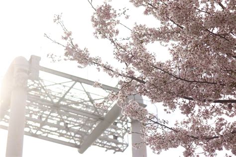 明治神宮野球場公式 on Twitter 桜が舞い始めました 葉桜もありますがまだまだお楽しみいただけそうです 神宮球場