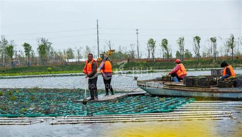 江苏泗洪 尾水工程变身生态湿地 人民图片网