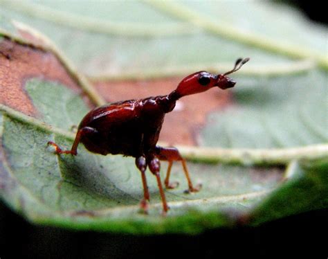 Weevils