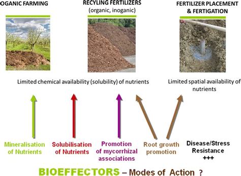 Promoting Maize Growth With Microbial Bio Effectors
