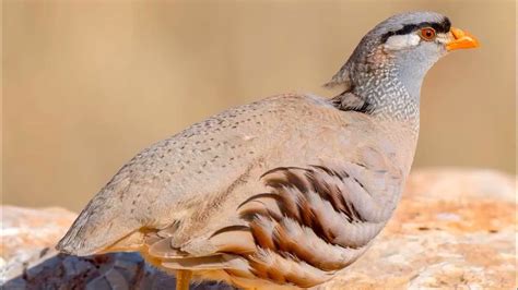 سیسی کی خوبصورت آواز Youtube