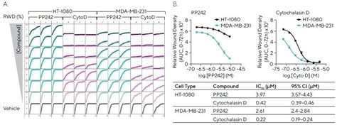 quantifying cell migration in real time