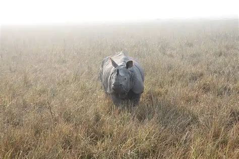 Dudhwa National Park And Tiger Reserve Safari Details And Information