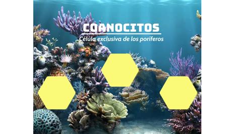 Coanocitos By Constanza Contreras On Prezi