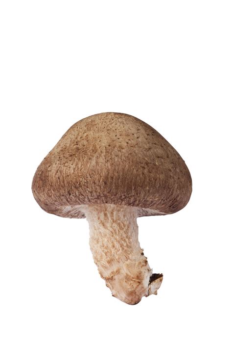 蘑菇素材 蘑菇图片 蘑菇素材图片下载 觅知网