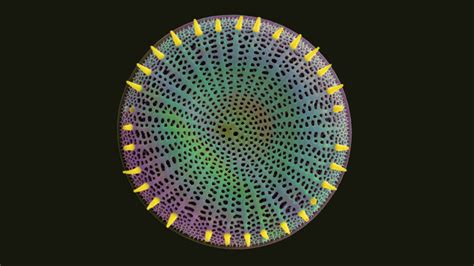 Under The Microscope This Biologist Sees The Complex World Of Protists