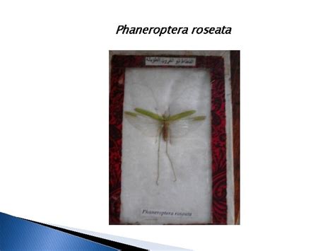 Class Insecta Subclass Pterygota Division Exopterygota Order Orthoptera