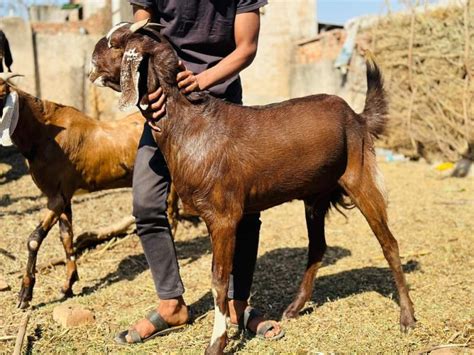 Qurbani Goat Color Red At Rs 280 In Ajmer Id 7329437 Jay Ma