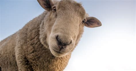 Did God Really Say We Should Not Have Sex With Sheep Eddie Jones