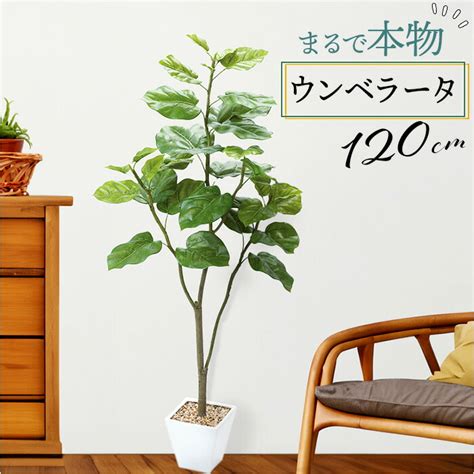 【楽天市場】フェイクグリーン ウンベラータ 通販 フェイク グリーン 人工観葉植物 インテリアグリーン 大型 イミテーショングリーン