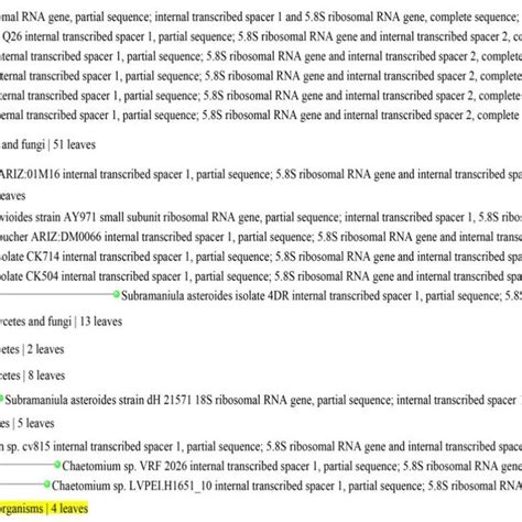 Phylogenetic Tree Of The Dna Sequence Of The Fungus Isolated From
